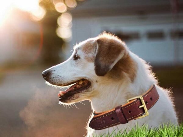 16 Best Leather Dog Collars: Ultimate Guide to Styles & Materials